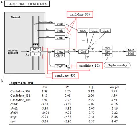 Overall Scheme For Predicated Non Coding Rnas Involved In The Bacterial Download Scientific