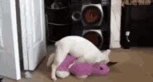 Humping S Tenor