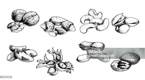 다른 너트 세트 스케치 스타일의 손으로 그린 너트를 간단히 설명합니다 호두 피스타치오 캐슈 아몬드 땅콩 헤이즐넛 브라질 너트 및
