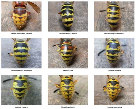 Yellow Wasp Sting Paper Wasp Sting Reaction Mice