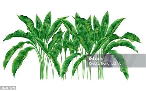 수채화 그림을 흰색 배경에 고립 된 녹색 잎입니다 수채화 손으로 그려진된 그림 팜 바나나 잎 나무 열 대 이국적인 잎 벽지