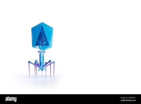 Illustration Of An Escherichia Virus T4 Bacteriophage On An E Coli