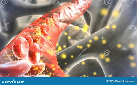 Parathyroid Hormone Pth Is A Hormone Your Parathyroid Glands Release