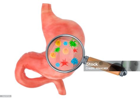 연구 및 위 질병 개념의 진단 돋보기 흰색 배경에 고립 된 3d 렌더링에서 바이러스 및 Bacterias 시작 인간의 위장 3