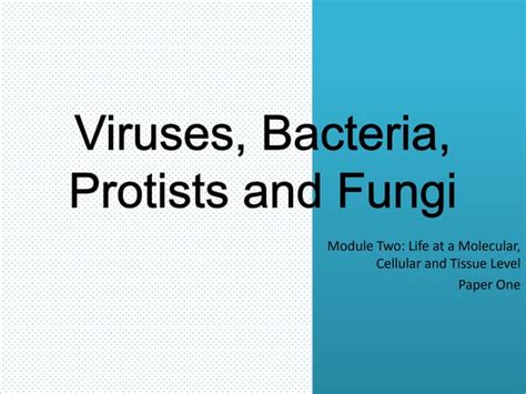 Virus Fungi And Bacteria Docx