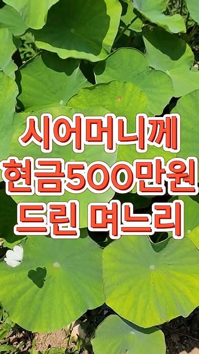 시어머니 생신날 현금 500백만원 드린 며느리 Youtube