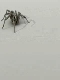 Spiders S Tenor