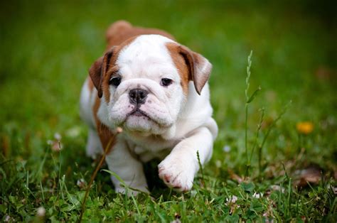 English Bulldog Wallpapers Wallpaper Cave