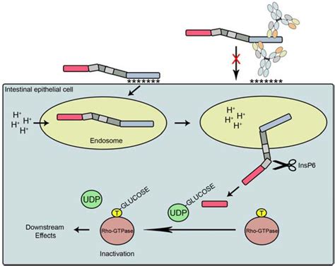 Clostridium Difficile Toxin
