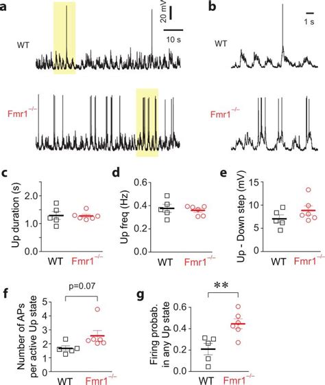 Circuit Level Defects In The Developing Neocortex Of Fragile X Mice Abstract Europe Pmc