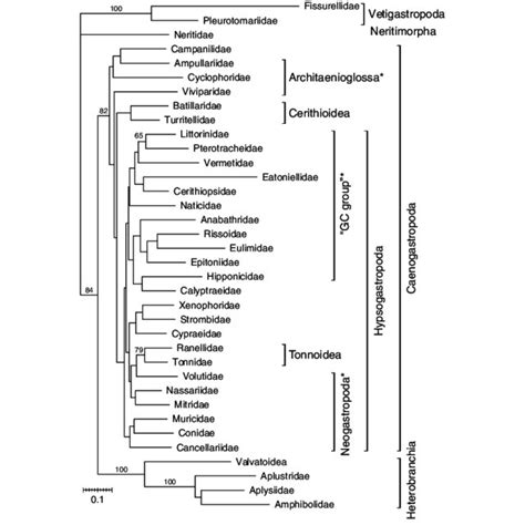 The Maximum Likelihood Tree For The Combined Data Aml Figures Above Download Scientific