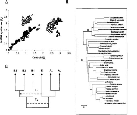Phylogenetic Analysis Of The Isoleucyl Trna Synthetase A Red Plot Of