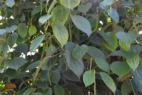 Growing Black Pepper For Health And Profit Agriculture Monthly
