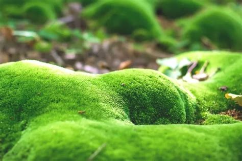 In Which Direction Does Moss Grow On Trees Garden Plants 2026