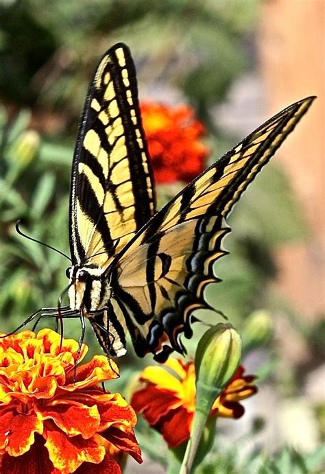 Butterfly Park Portland Oregon