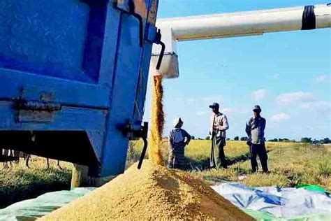 ပွင့်ဖြူမြို့နယ်တွင် နွေသီးနှံစိုက်ပျိုးရာသီက စိုက်ပျိုးခဲ့သော စပါး