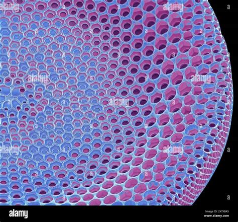 Diatom Coloured Scanning Electron Micrograph Sem Of Detail From A