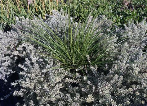 Native Shrubs And Hedges For Foliage Contrast Screening And Hedging Plants