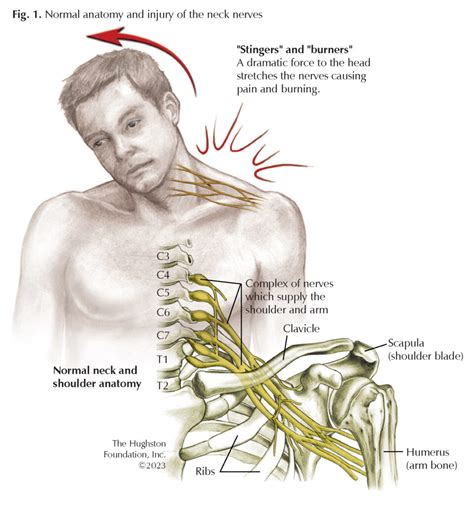 Shoulder Anatomy Nerve