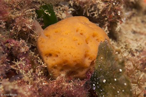 Club De Inmersión Biología 05 Esponjas Corticium Candelabrum