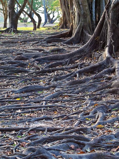 Roots Strengthen Wilderness Environment Photo Background And Picture For Free Download Pngtree