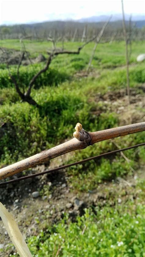 რქაწითელი