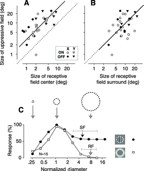 Spatial Extent Of Receptive Field And Suppressive Field A Comparison Download Scientific
