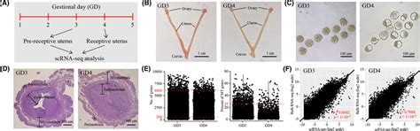 Single‐cell Transcriptome Analysis Of Uterine Receptivity In Mice A Download Scientific