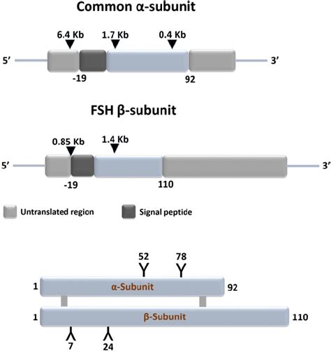 Schematic Representation Of Structures Of The Common Subunit α And