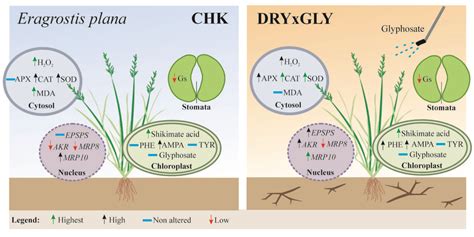 Transgenerational Memory Of Drought Stress And Low Rates Of Glyphosate Reduce The Sensitivity Of