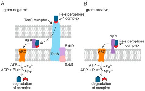 Bacterial Siderophores Classification Biosynthesis Perspectives Of Use In Agriculture