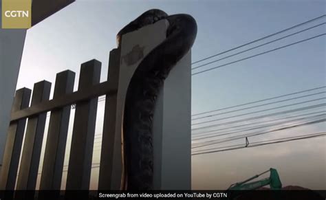 Video Workers Find Huge 12 Foot Python Sleeping On Factory Fence