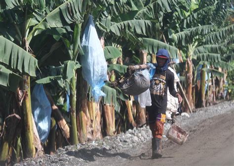 Davaos Banana Sector Gets Production Marketing Aid Edge Davao