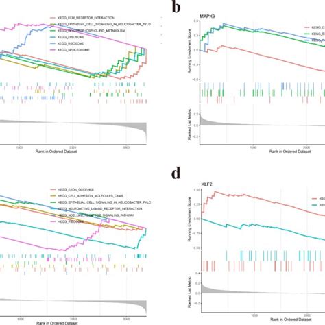 Single Gene Gsea Kegg Pathway Analysis In Slc38a1 A Mapk9 B Snca Download Scientific