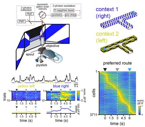 neural basis of spatial representations michael jacobs goard lab uc