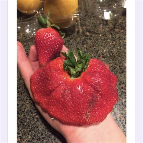 Результат якого процесу видоутворення зображено на малюнку А поліплоїдання Б миттєве Школьные