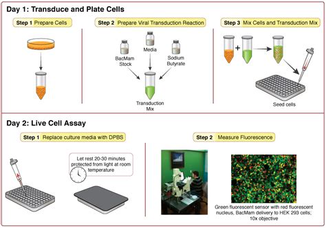 Montana Molecularassay Steps Diagramgreen Sensors Montana Molecular