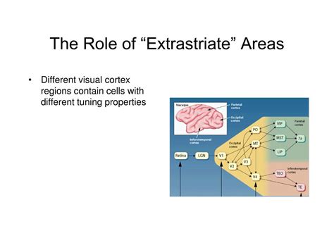 Ppt Visual Pathways Powerpoint Presentation Free Download Id 2753775