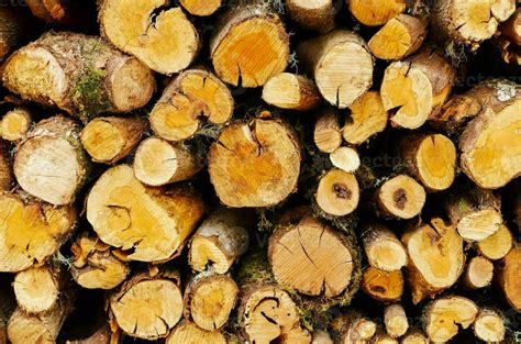 Background With Tree Trunks 33864564 Stock Photo At Vecteezy