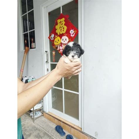 Jual Teacup Light Silver Poodle Super Cute Rare Colour Tini Size Kecil Warna Unik Sertifikat