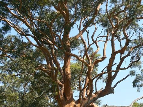 Angophora Costata