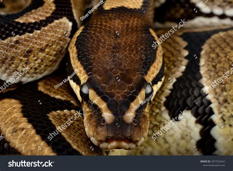 Royal Python Python Regius Partial View Stock Photo 1877332441 Shutterstock