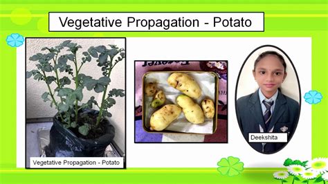 What Is Vegetative Propagation Class 5th At Sally Seim Blog