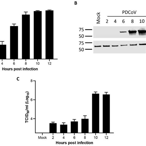 Dynamics Of Porcine Deltacoronavirus Pdcov Oh Fd22 Replication In