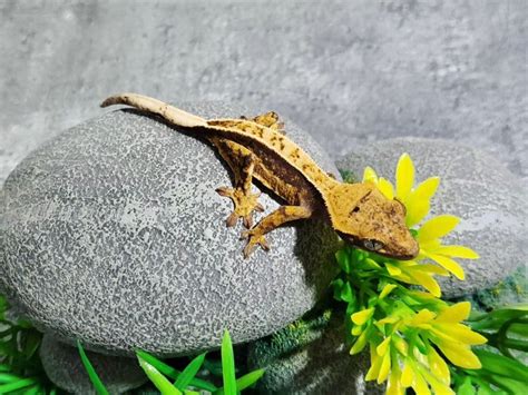 크레스티드 게코 분양 1만 원 부터~ 최저가 분양 경남 김해 파충류샵 마린렙타일 본점 릴리화이트 크레 붙이류 게코 분양 네이버 블로그