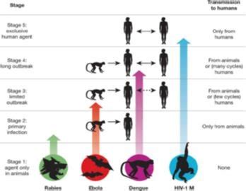 Epidemiologic Transmission Chain Download Scientific Diagram