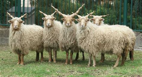 Six Horned Sheep