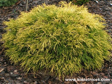 Chamaecyparis pisifera 'Golden Mop' - Okrasné dřeviny Jalubí
