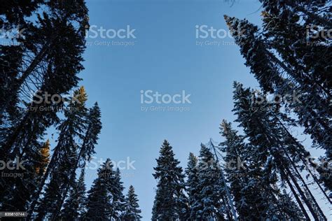 밤에 어두운 숲 크리스마스 전에 숲에서 산책 새 해 눈에 덮여입니다 말 쑥 한 나무 소나무 나무 눈으로 덮여 0명에 대한 스톡 사진 및 기타 이미지 Istock