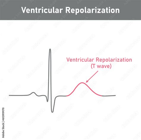 Ventricular Repolarization T Wave The Qt Interval Of Ecg The Cardiac Cycle Ecg Of A Heart In
